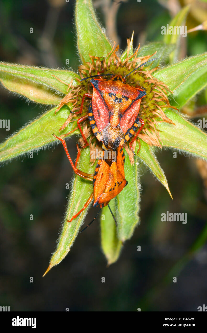 Couple mating hi-res stock photography and images - Alamy