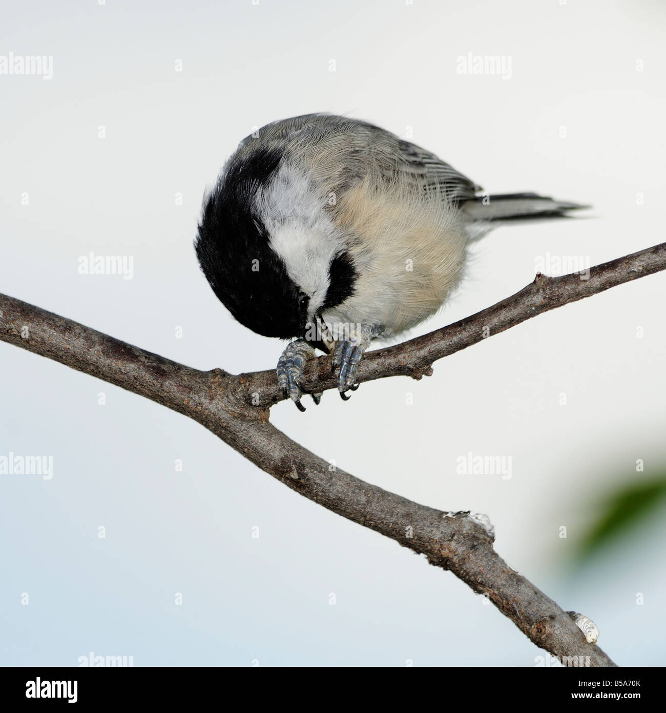 Chickadee with sunflower seed hi-res stock photography and images - Alamy