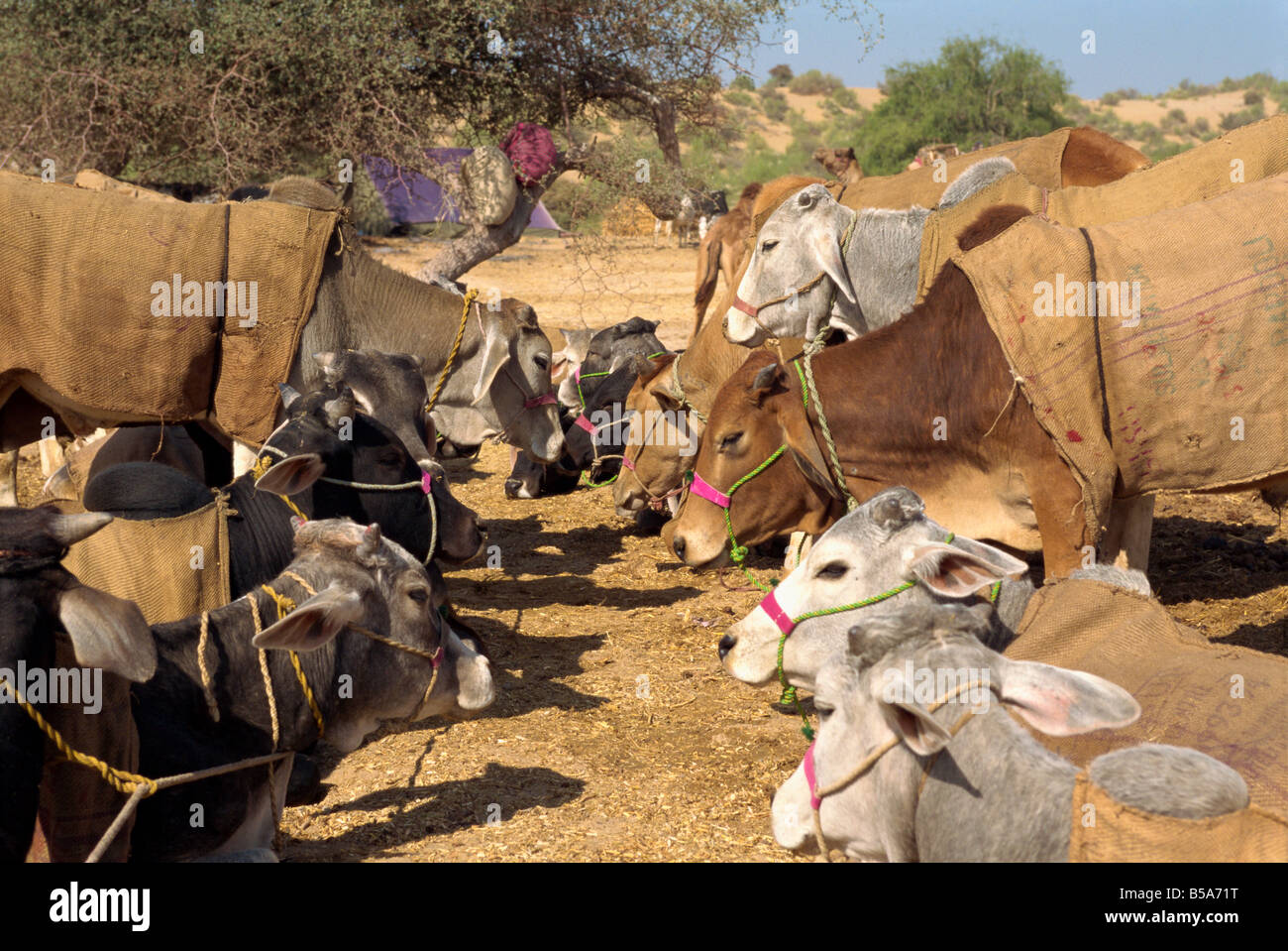 Cattle fair near Dechhu north of Jodhpur Rajasthan state India Asia ...