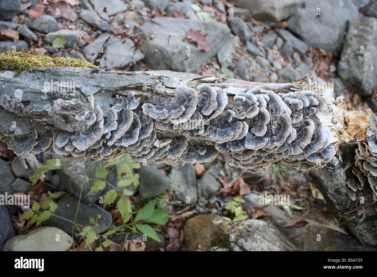 Fungi on tree hi-res stock photography and images - Alamy