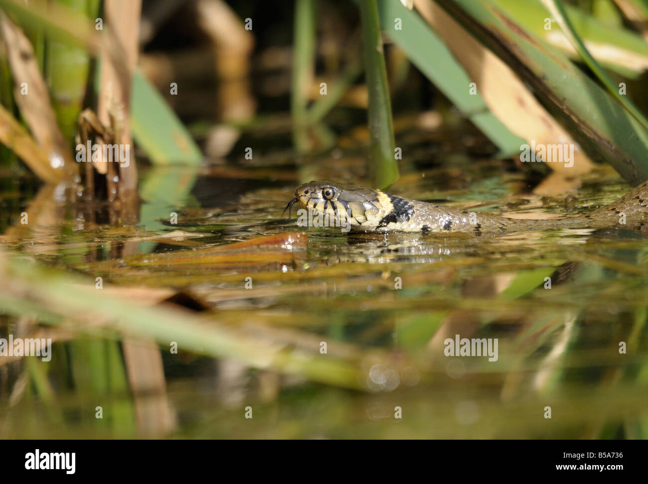 Snake swimming surface hi-res stock photography and images - Alamy