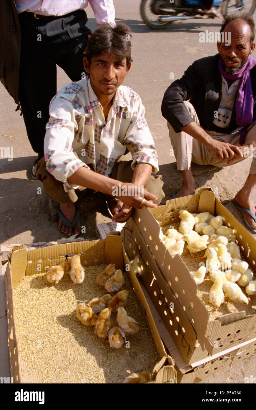 Man selling chicks Jodhpur Rajasthan state India Asia Stock Photo - Alamy