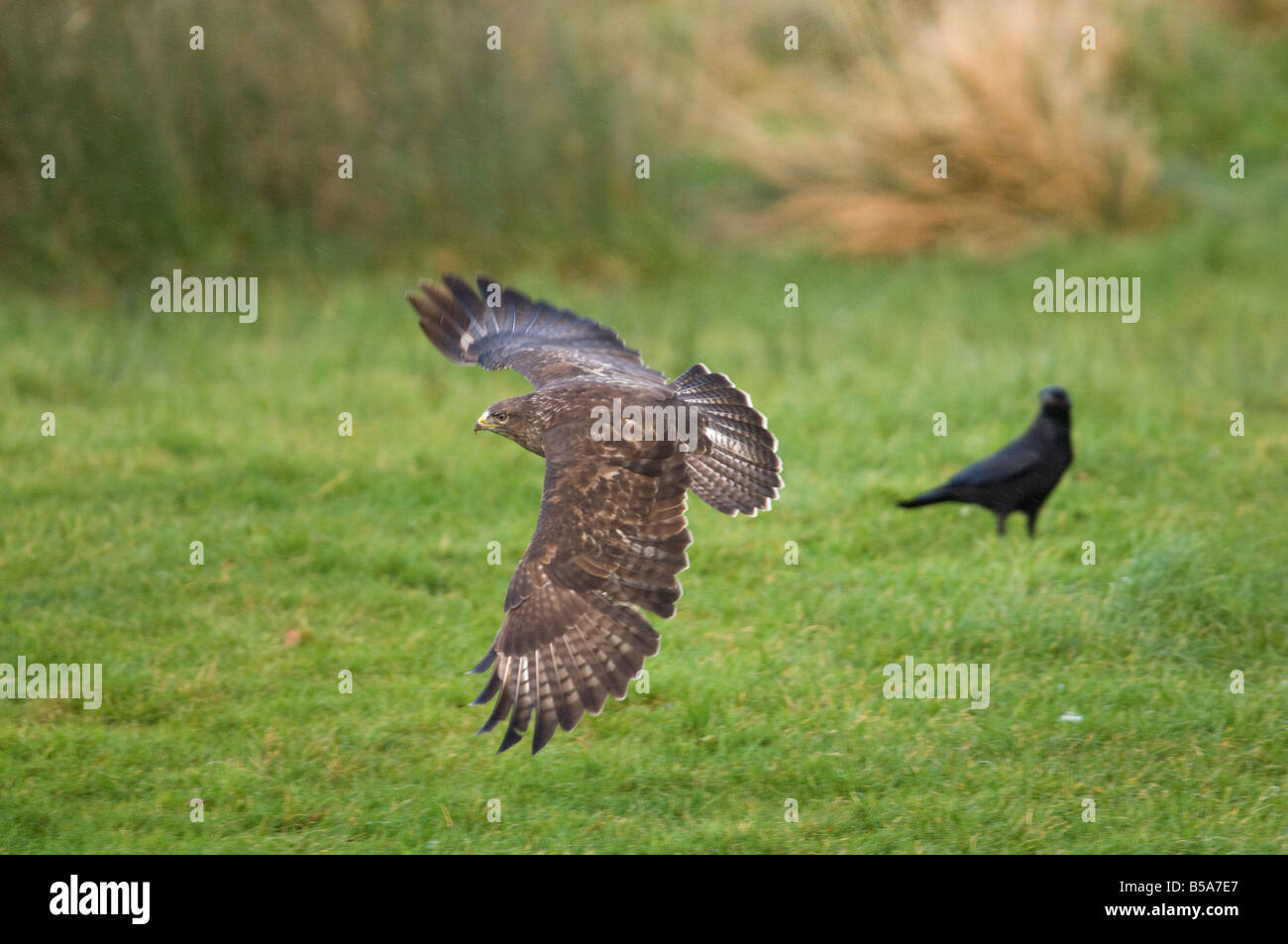 Buzzard in trap hi-res stock photography and images - Alamy