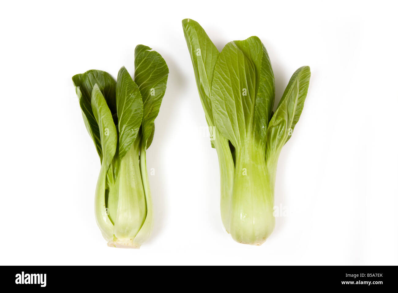 Bok Choi isolated on a white studio background Stock Photo - Alamy