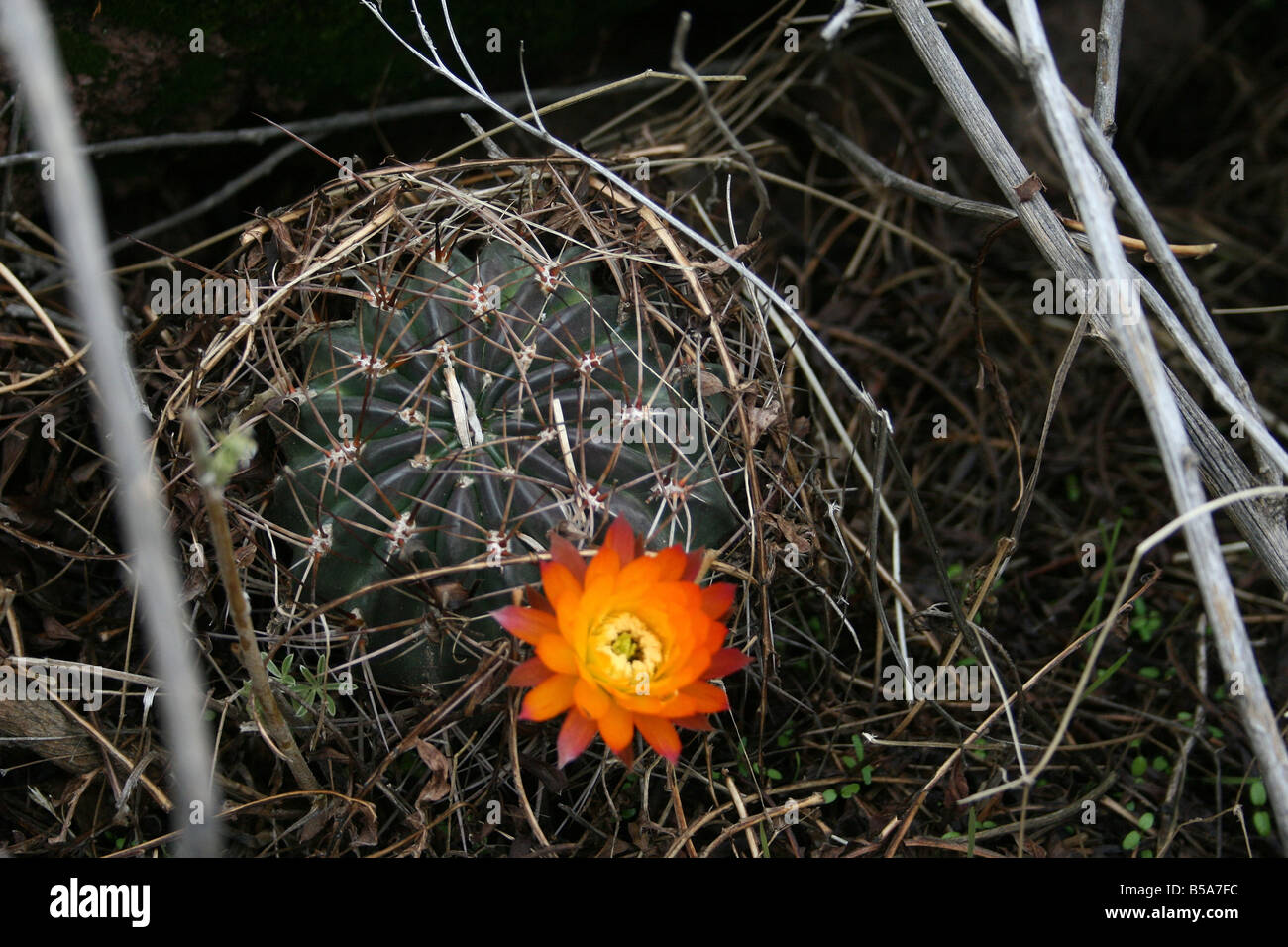 Flowering desert plant hi-res stock photography and images - Alamy