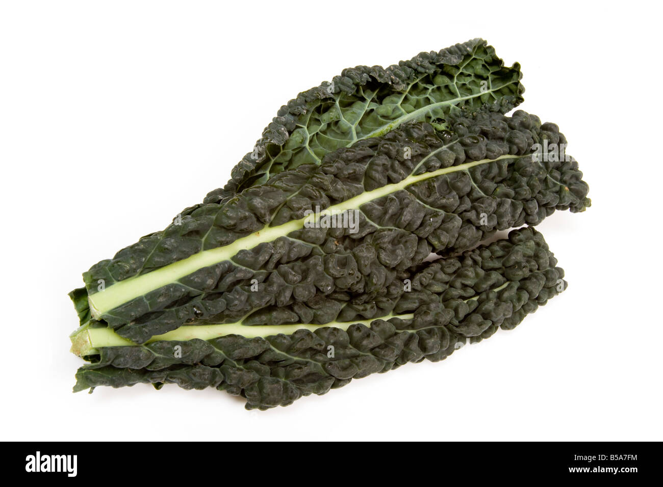 Cavolo Nero an Italian cabbage isolated on a white studio background ...