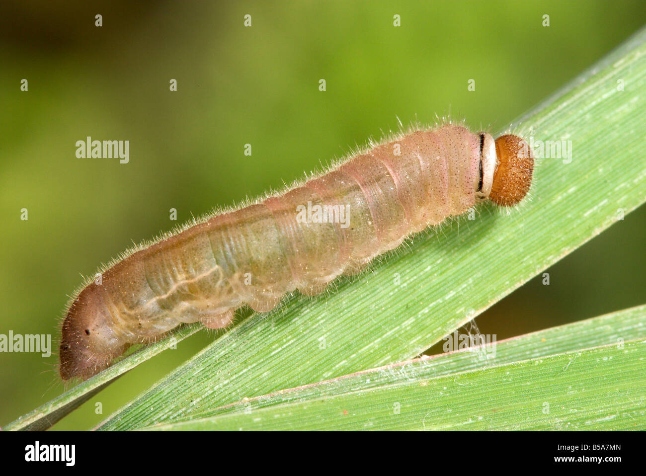 Sheep Skipper Atrytonopsis edwardsii Stock Photo - Alamy