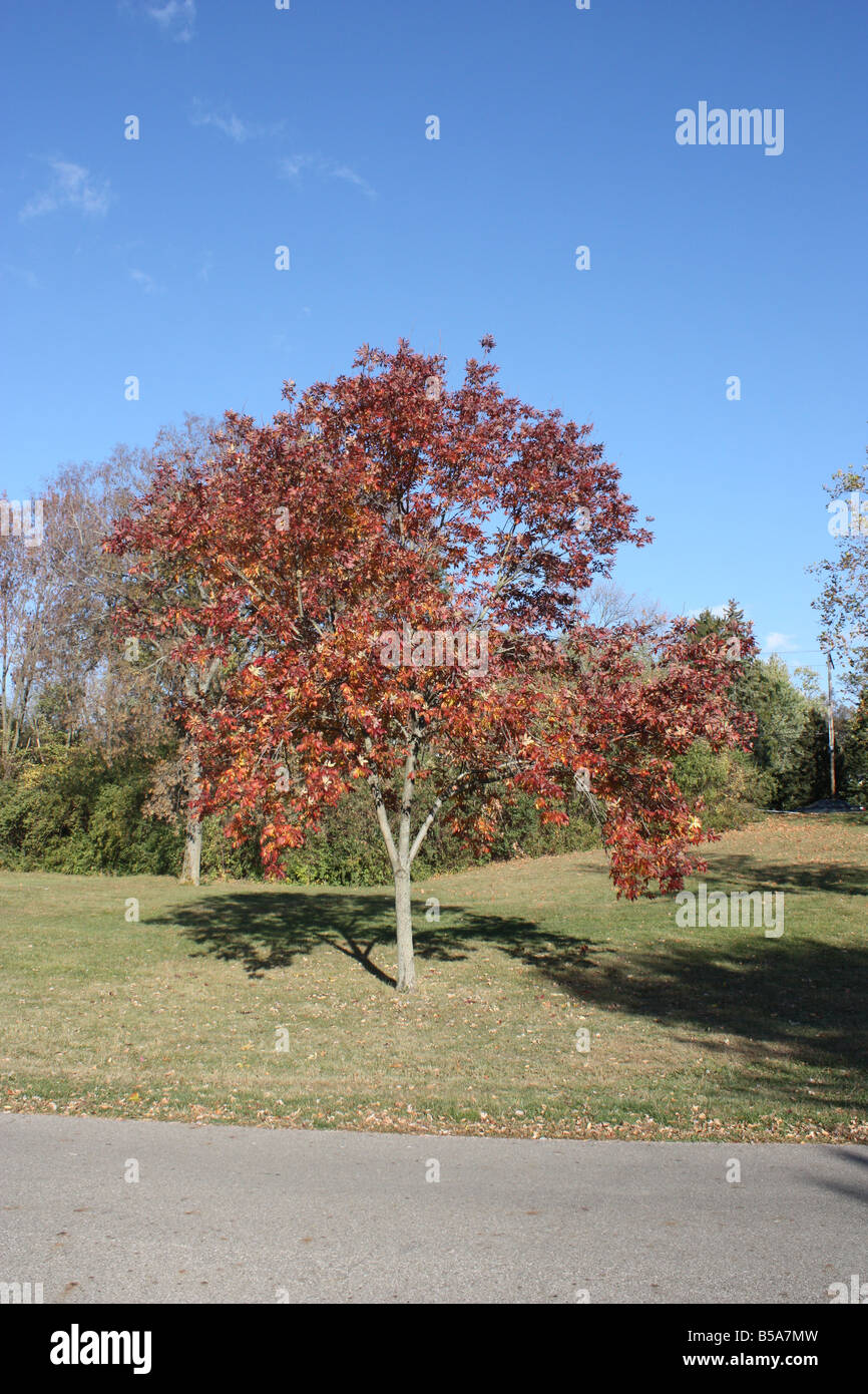 Fall season nature- tree leaves changing color Stock Photo - Alamy