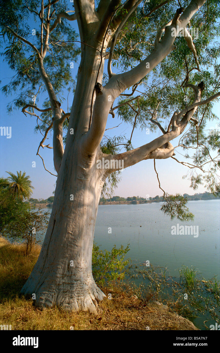 Eucalyptus tree Deogarh Rajasthan state India Asia Stock Photo - Alamy