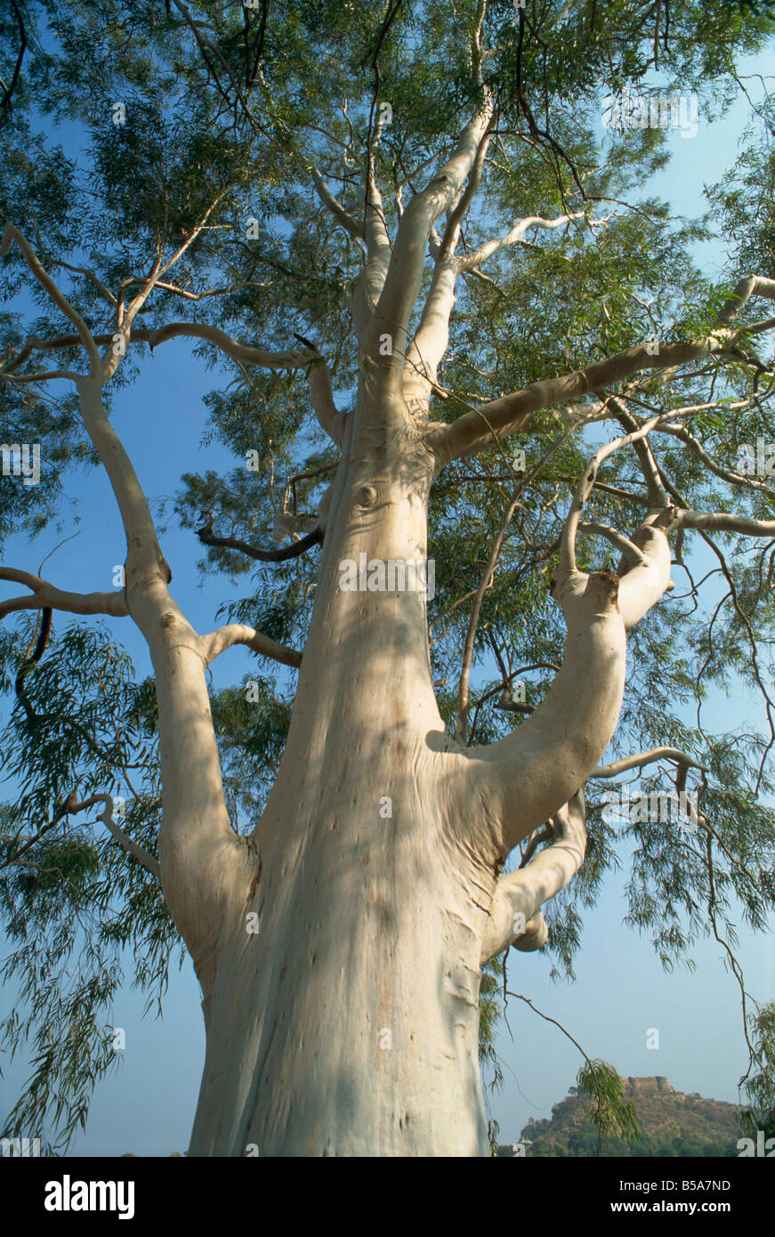 Eucalyptus tree Deogarh Rajasthan state India Asia Stock Photo - Alamy