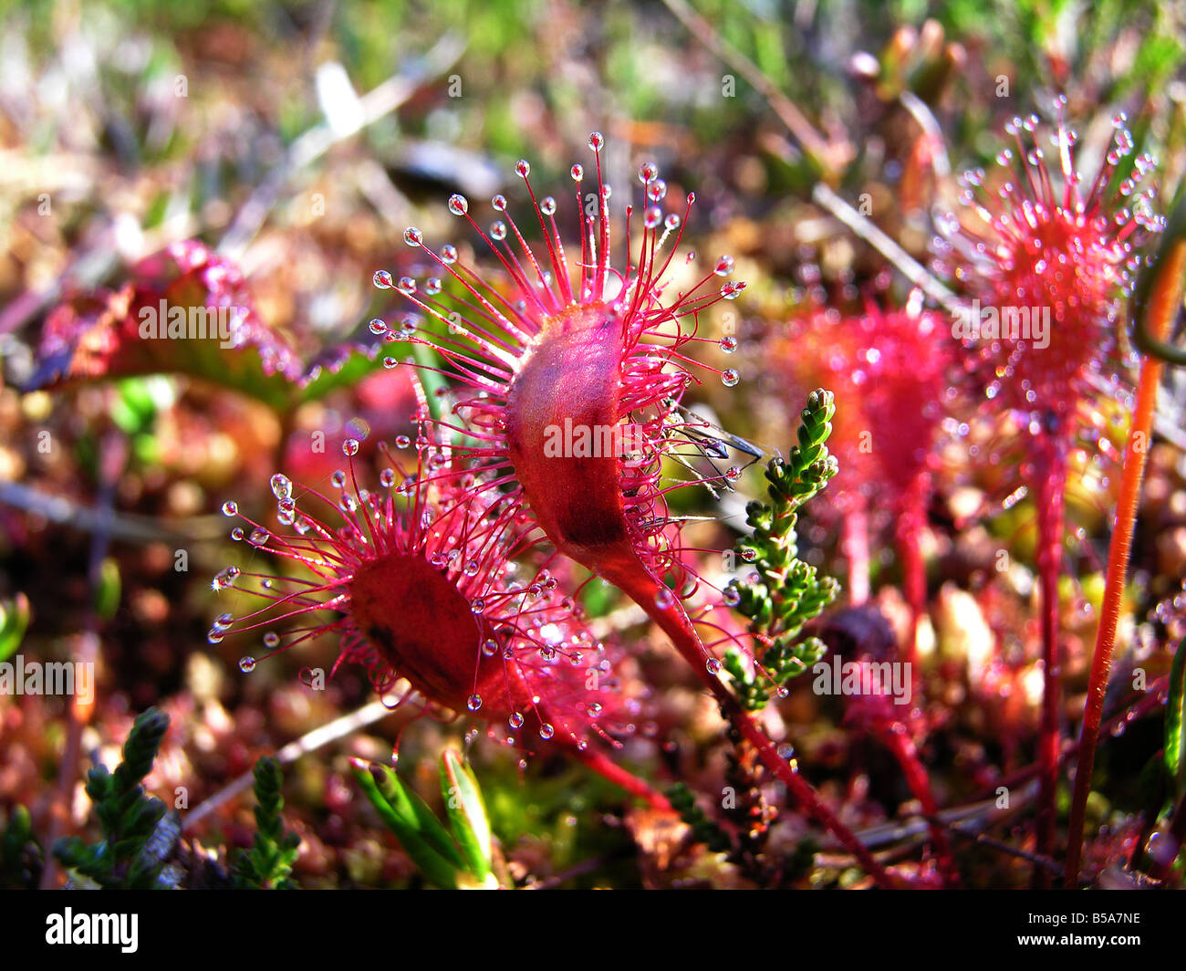 Sundew (Drosera sp.), leaves Stock Photo - Alamy