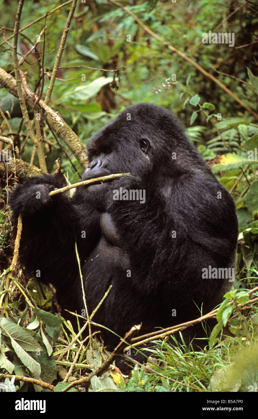 Charles, the silverback of the Umubano mountain gorilla group, munches ...