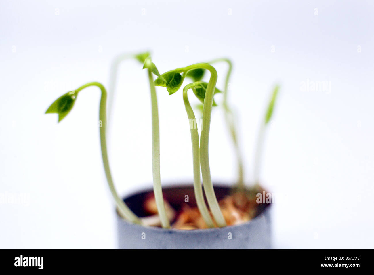 Grain sprouts hi-res stock photography and images - Alamy