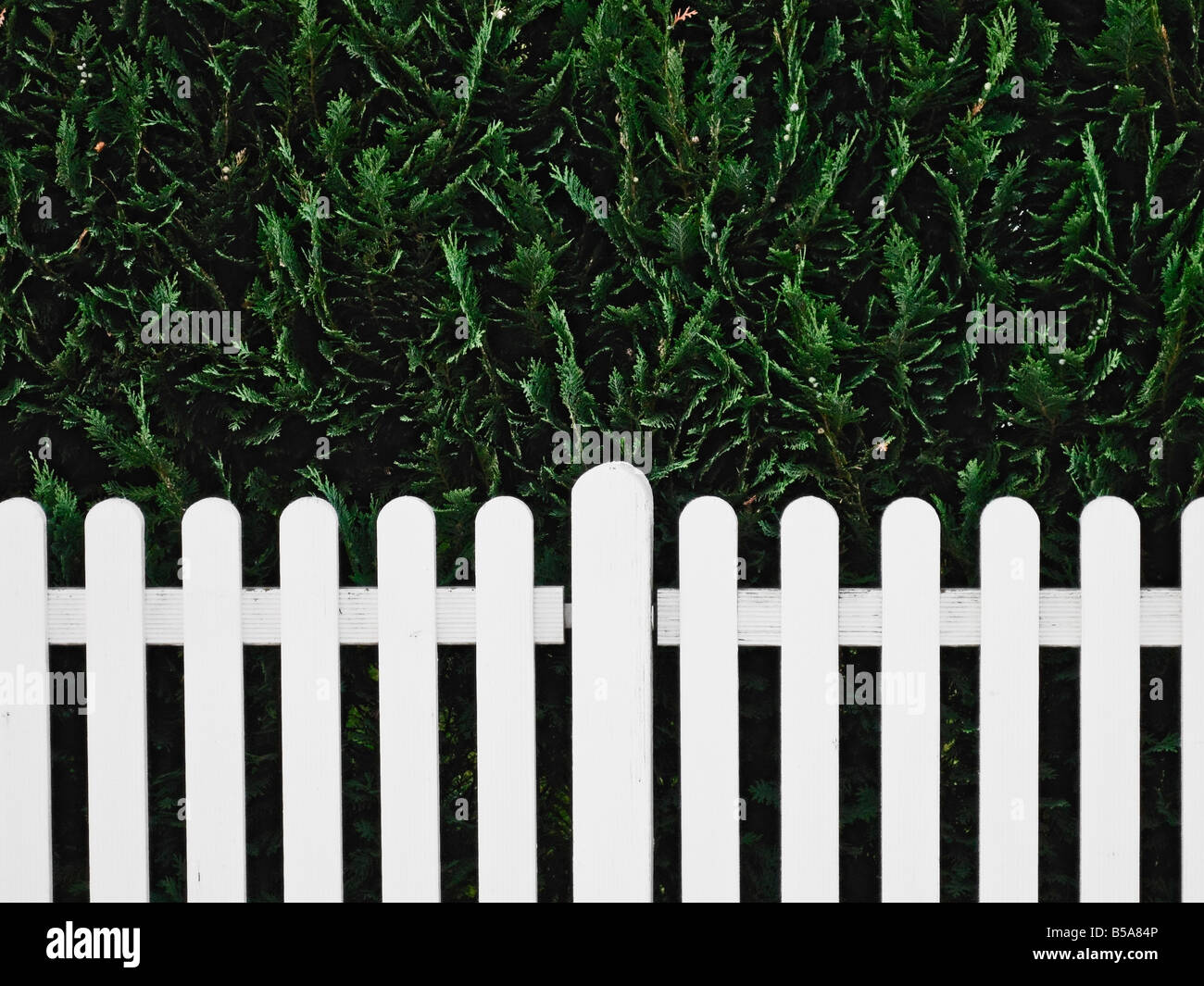 White Fence And Green Hedge Stock Photo - Alamy