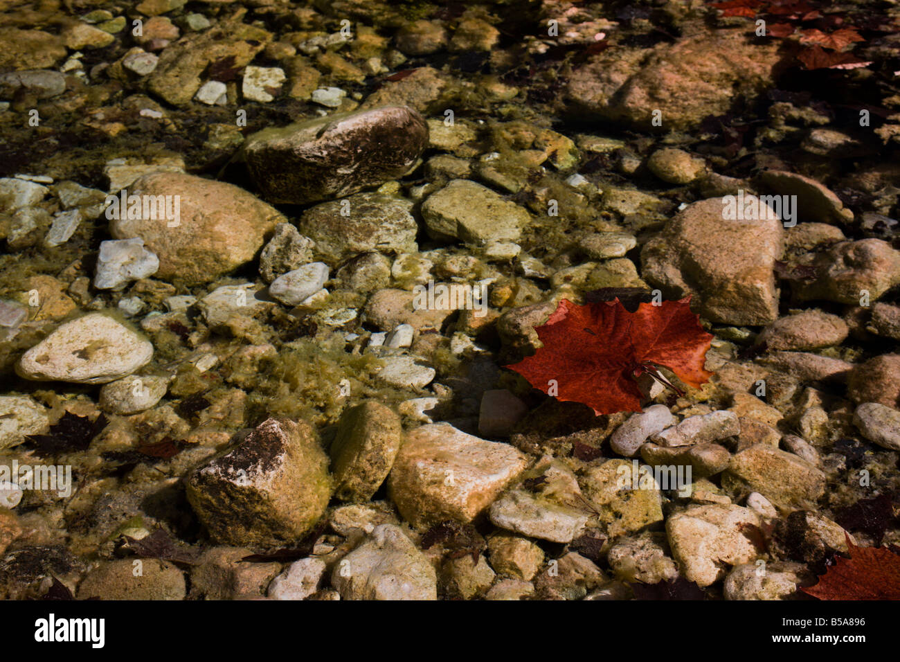 A red autumn maple leaf floats in a rocky spring fed stream Stock Photo ...