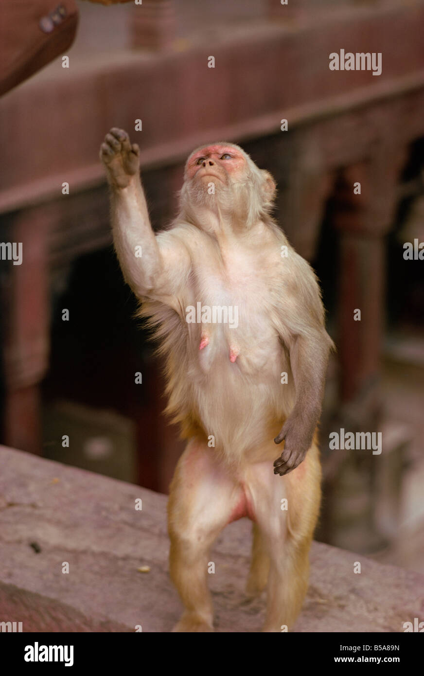Durga temple varanasi monkeys hi-res stock photography and images - Alamy