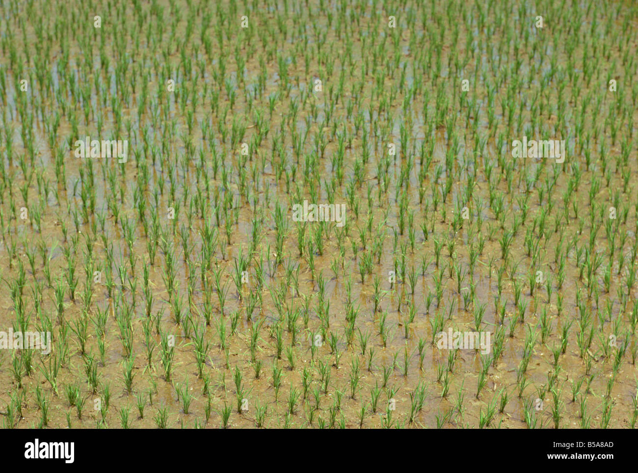 Newly planted rice fields hi-res stock photography and images - Alamy