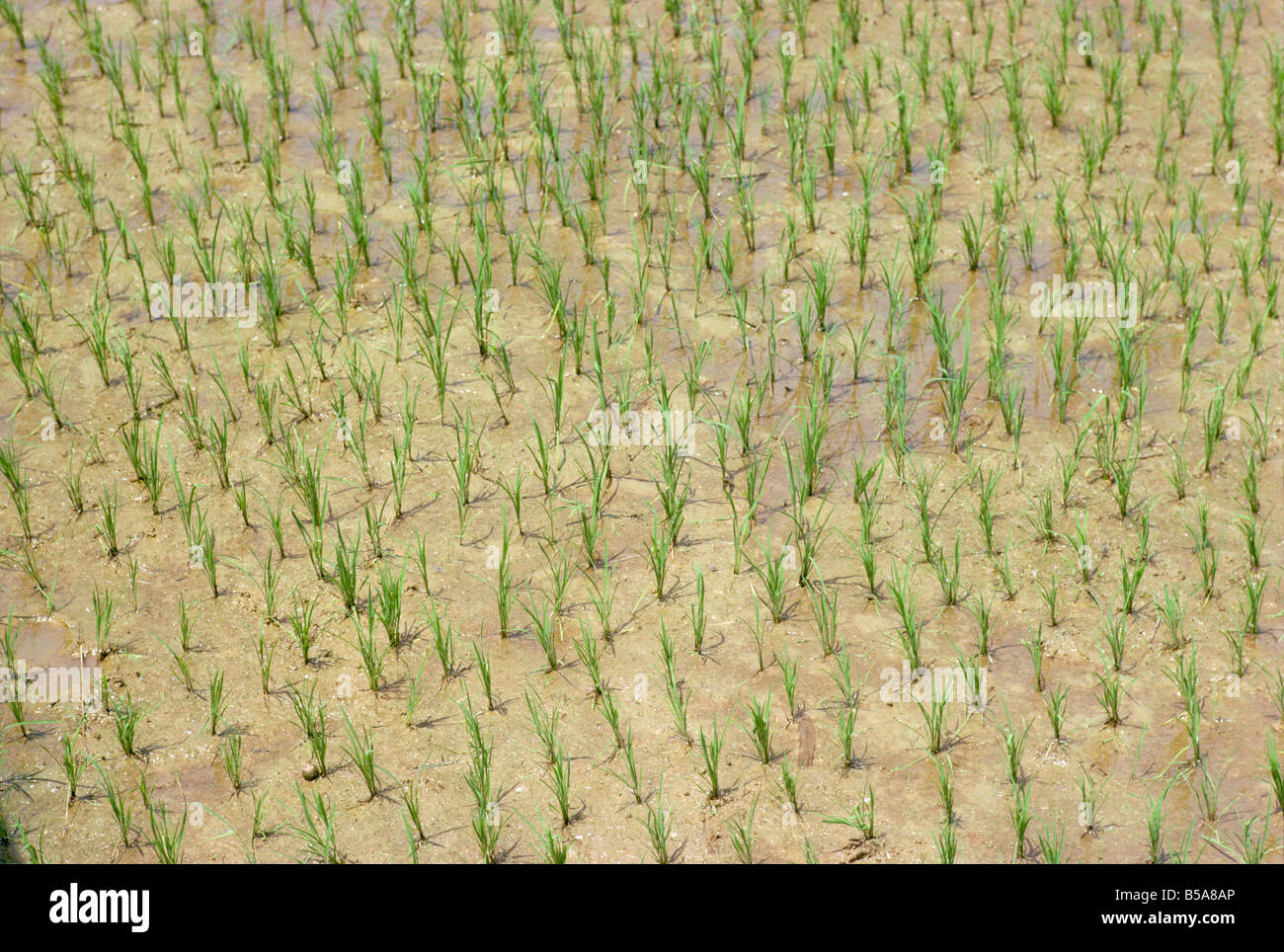 Newly planted rice Kerala state India Asia Stock Photo - Alamy