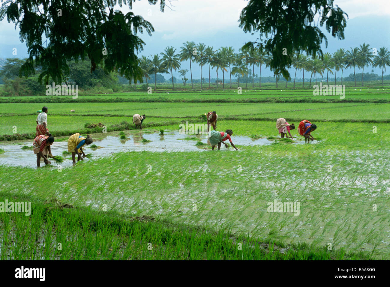 Workers in the rice fields near Madurai, Tamil Nadu state, India Stock ...