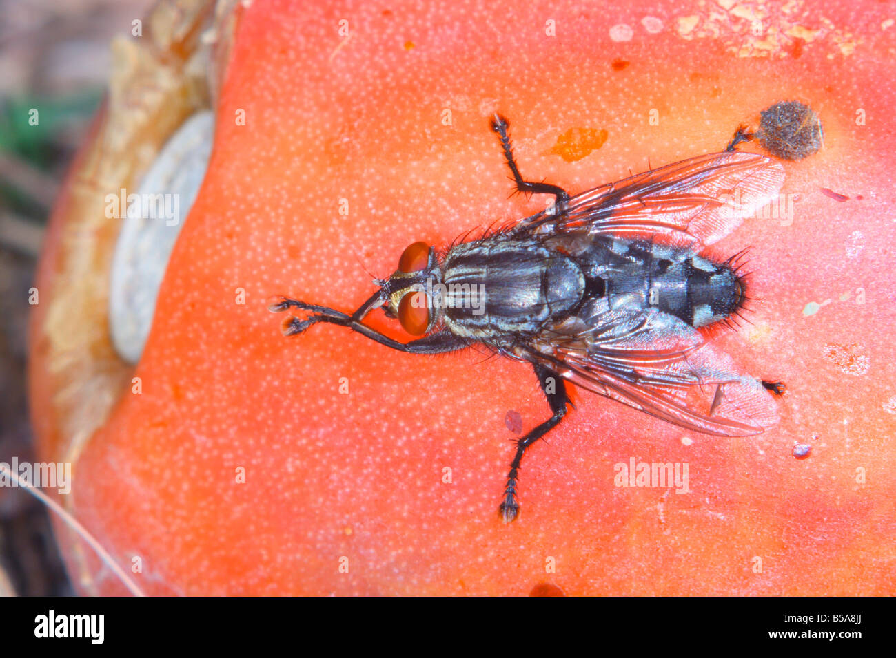 Flesh Fly (Sarcophaga carnaria) cleaning itself on a Prickly-pear fruit ...