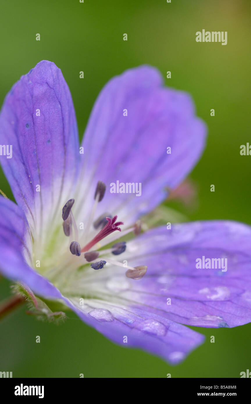 meadow crane's-bill, geranium pratense, wild flower Stock Photo - Alamy