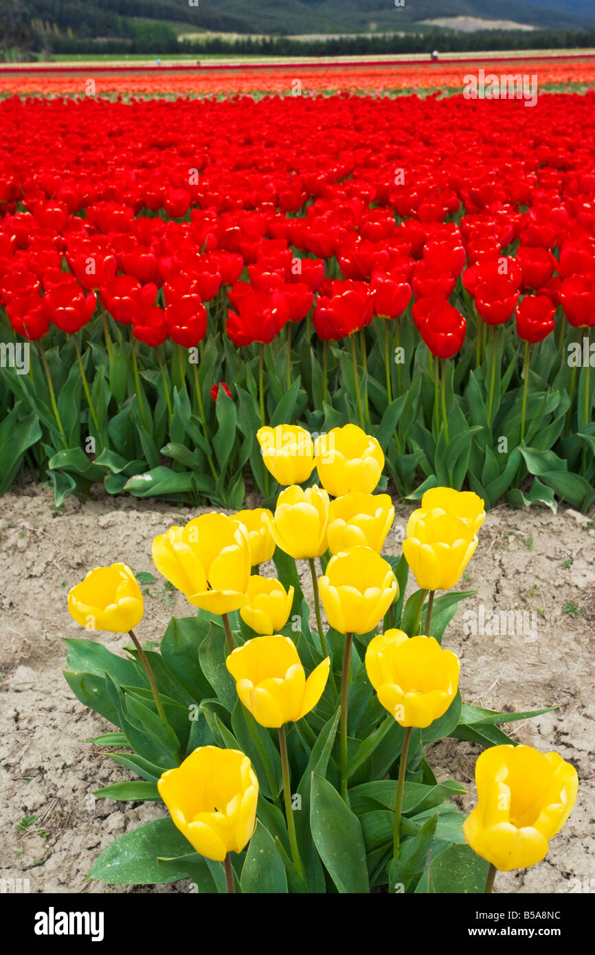 Garden array landscape row hi-res stock photography and images - Alamy