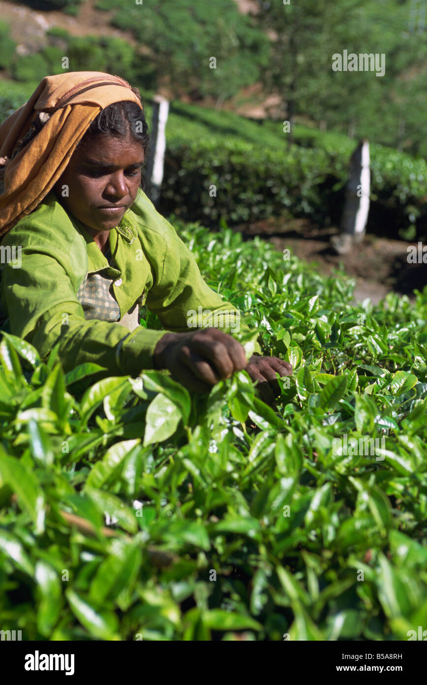 Tea picking, Western Ghats near Munnar, Kerala state, India Stock Photo ...