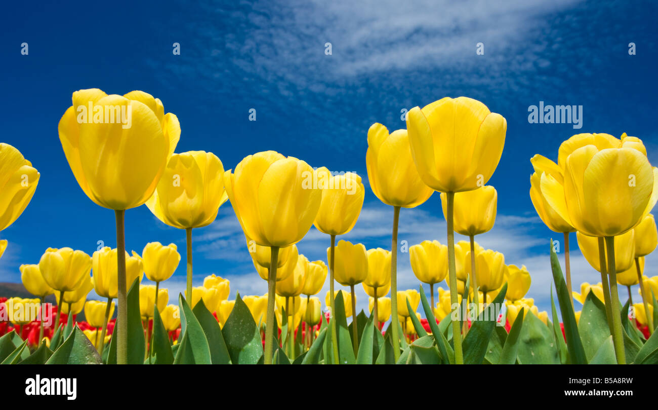 A beautiful panorama of tulips Stock Photo - Alamy