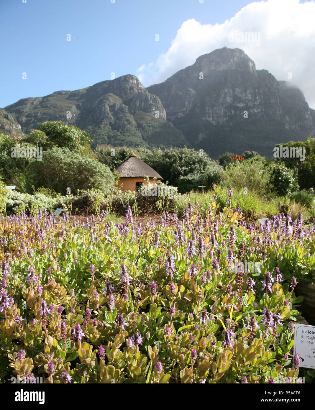 National botanical gardens in cape town hi-res stock photography and ...