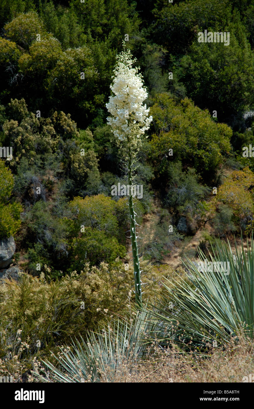 Yucca Flower on Long Stem Stock Photo - Alamy
