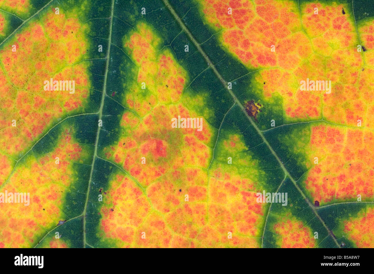 Leaf network hi-res stock photography and images - Alamy