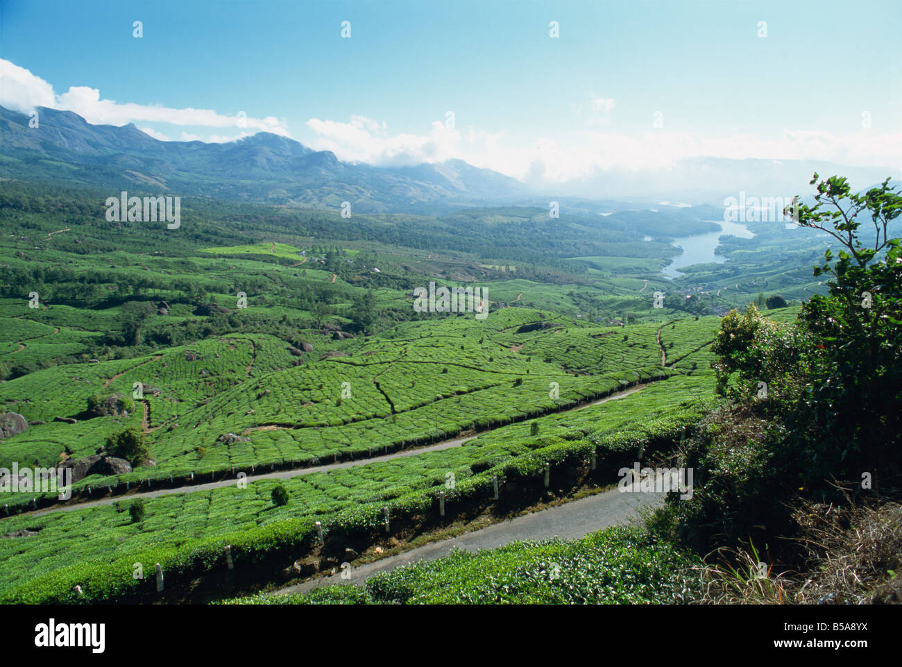 Tea estate near Munnar, Kerala state, India Stock Photo - Alamy