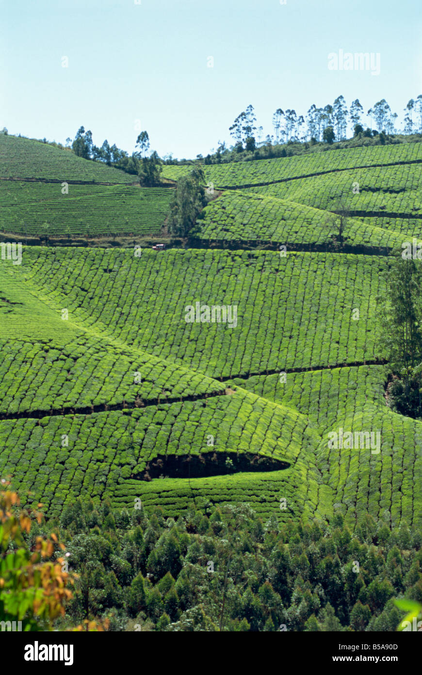Tea estate near Munnar, Kerala state, India Stock Photo - Alamy