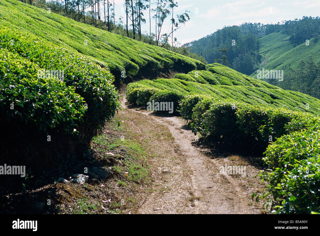 Tea estate near Munnar, Kerala state, India Stock Photo - Alamy