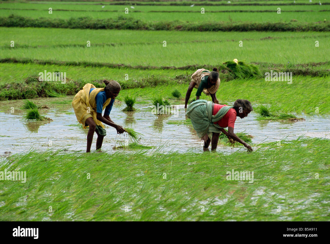 Planting rice, Kerala state, India Stock Photo - Alamy