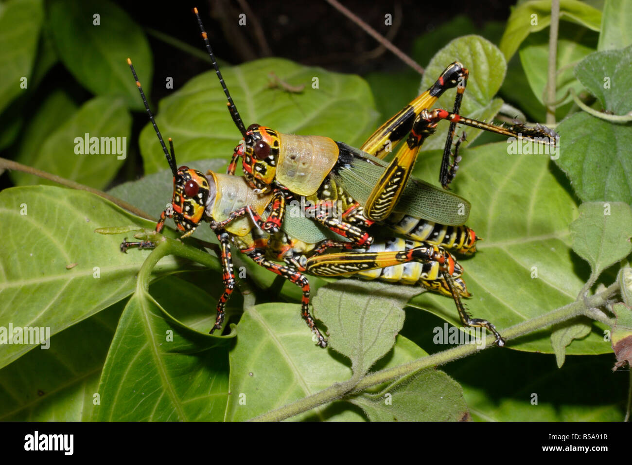 Variegated grasshoppers Zonocerus variegatus Acrididae mating pair ...