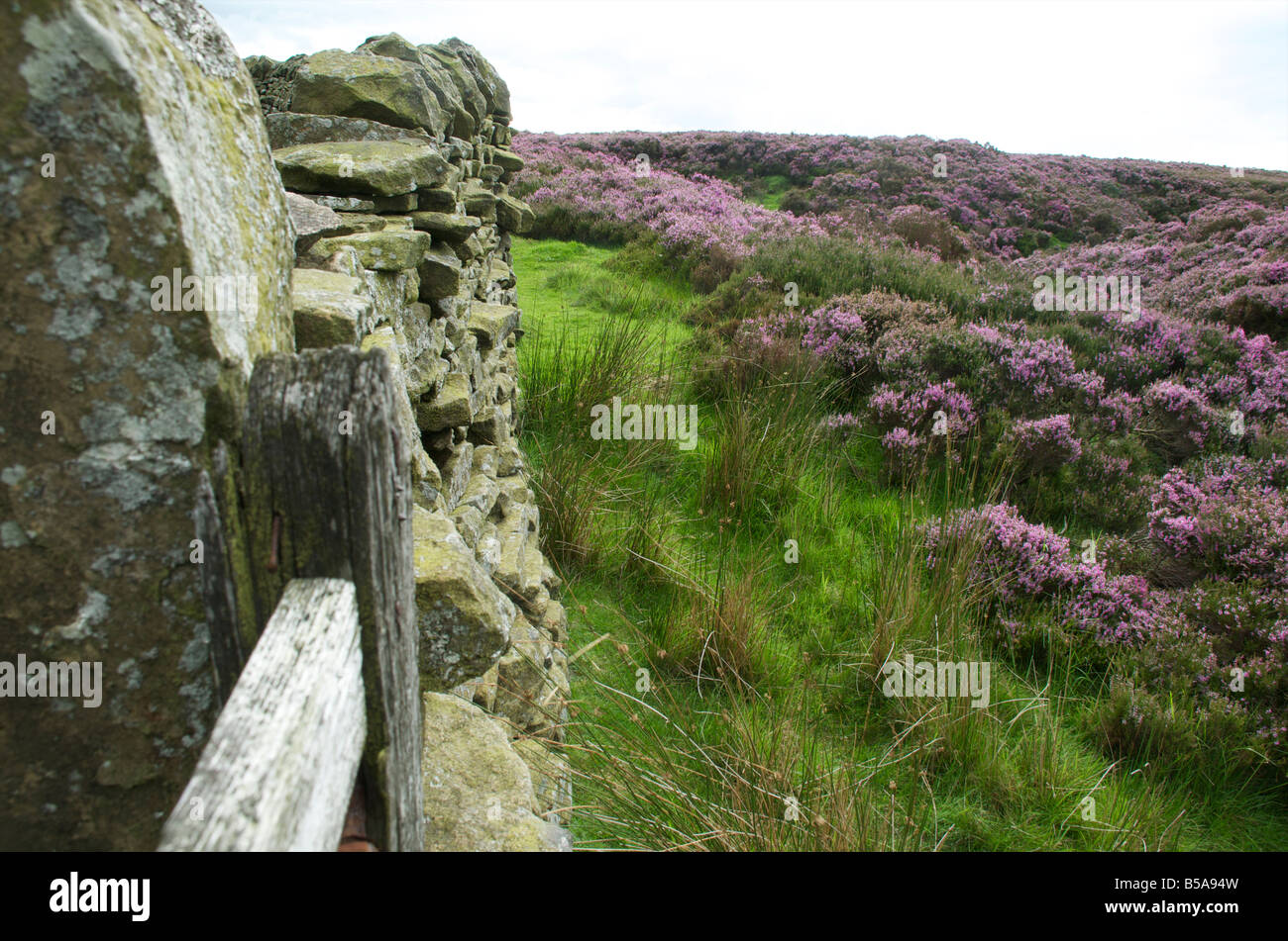 Nidderdale moors hi-res stock photography and images - Alamy
