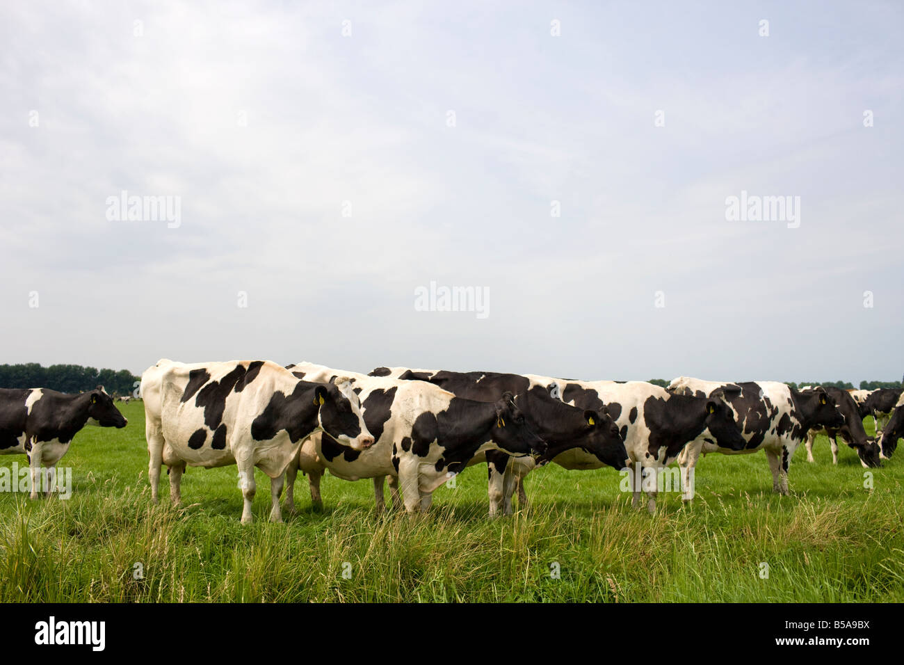 Holstein Friesian cows Stock Photo - Alamy