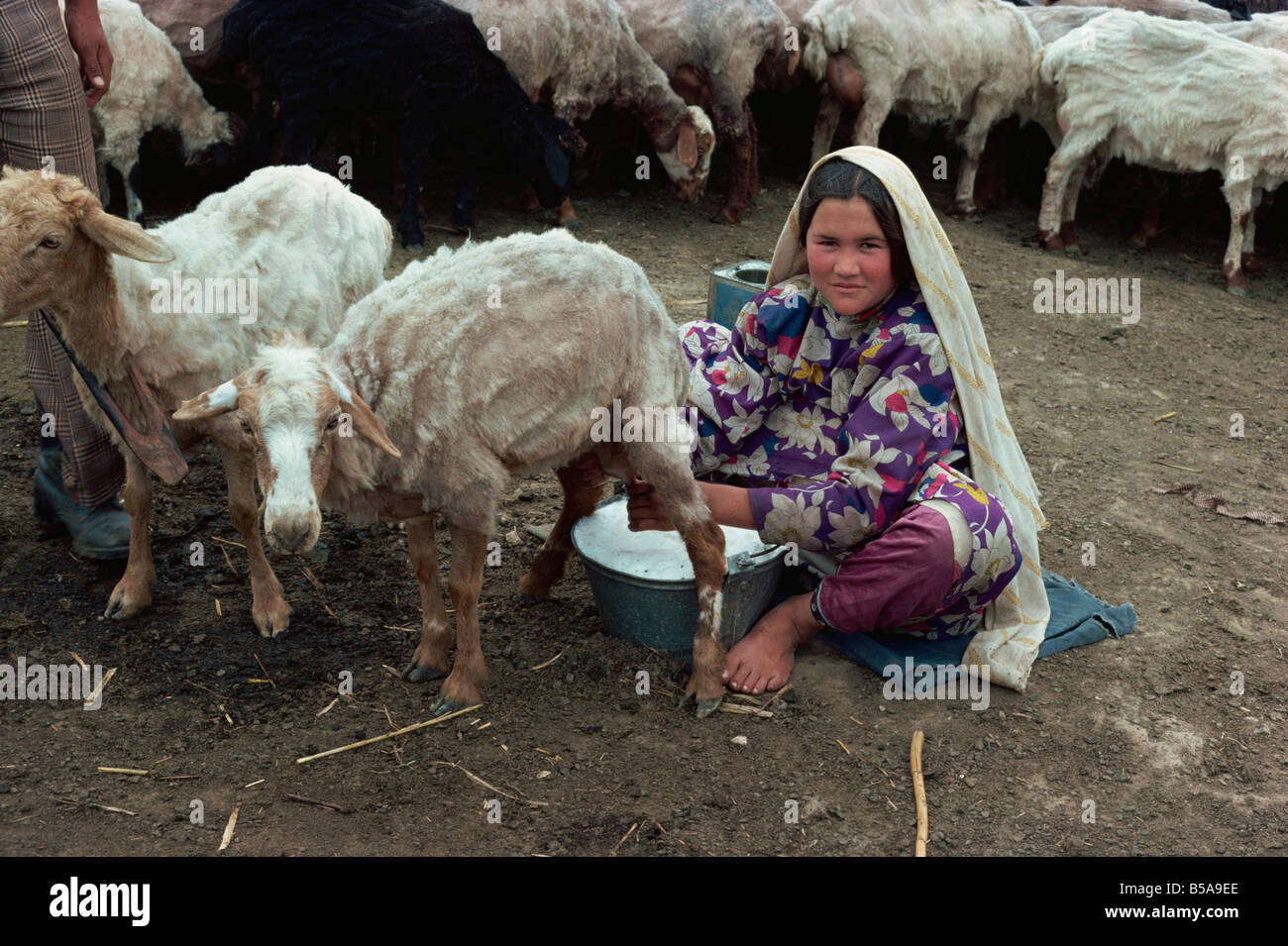 Turkoman girl milking sheep Iran Middle East Stock Photo - Alamy