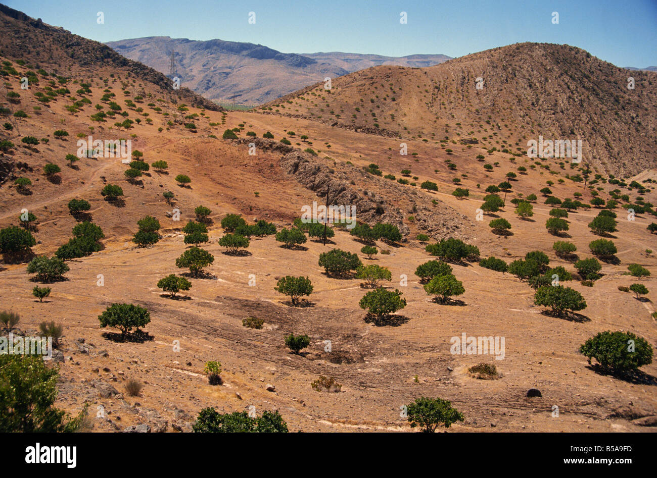 Aerial view over Fars Province landscape with olive trees Iran Middle ...