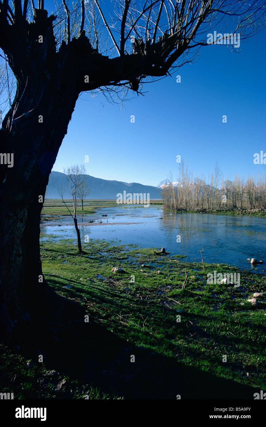 Iran trees hi-res stock photography and images - Alamy