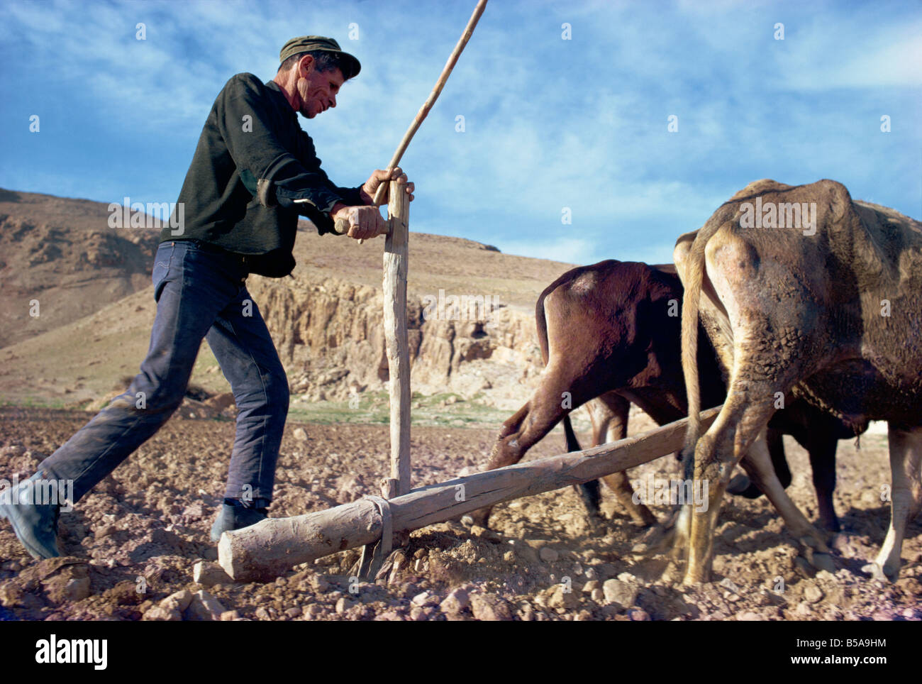 Qashqai man ploughing southern area Iran Middle East Stock Photo - Alamy