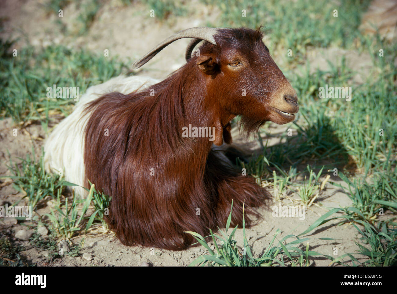 Goat Iran Middle East Stock Photo - Alamy