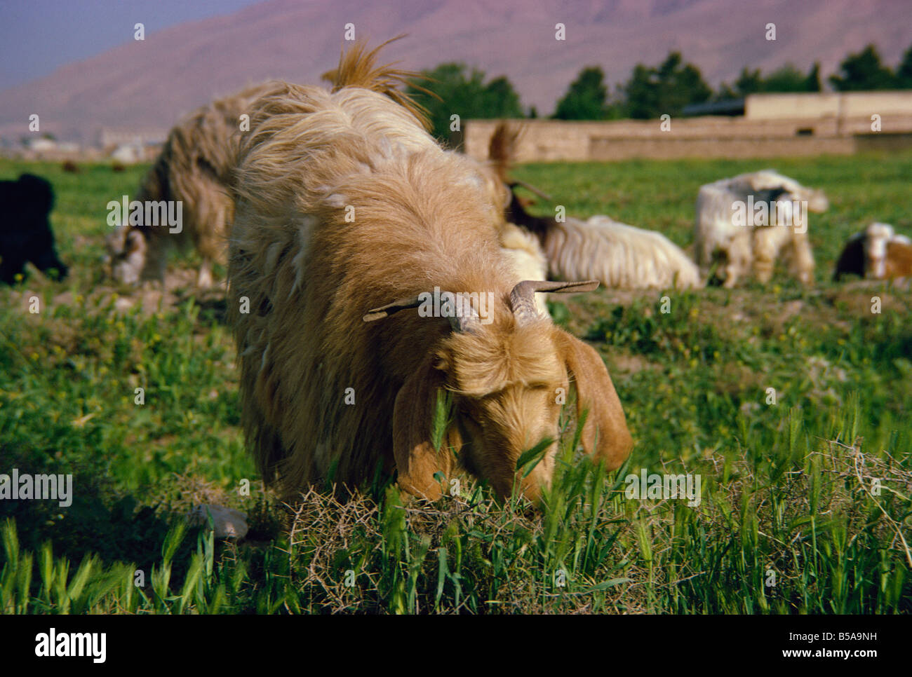 Goats sheep iran middle east hi-res stock photography and images - Alamy