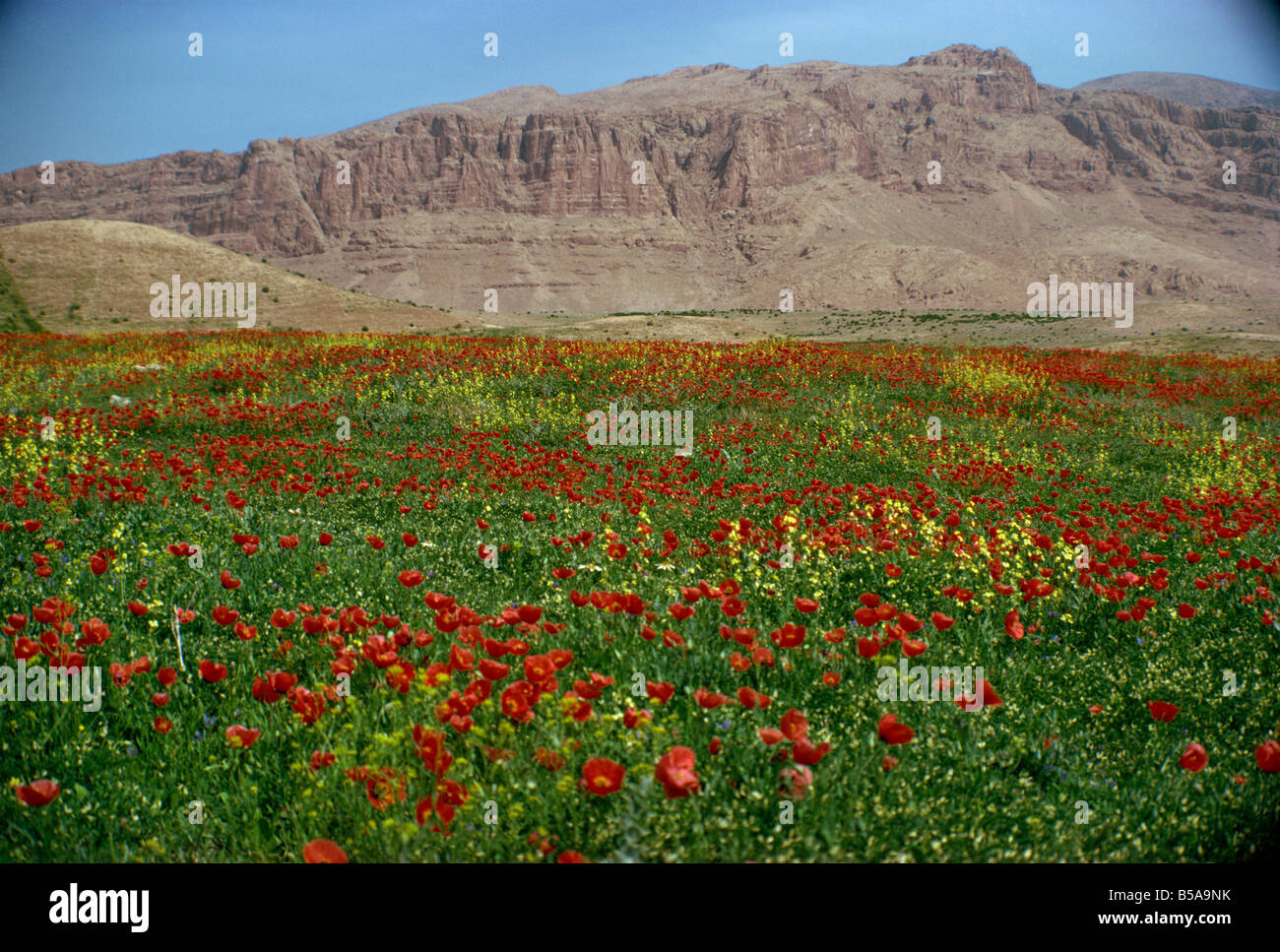 Flowers of iran hi-res stock photography and images - Alamy