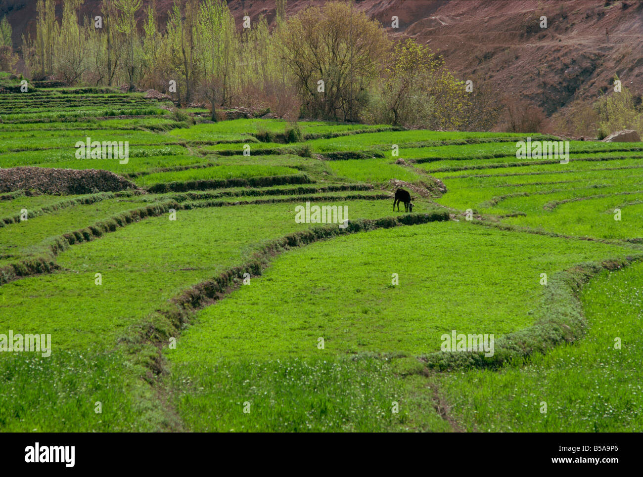 Rice fields High Yasudj Iran Middle East Stock Photo - Alamy