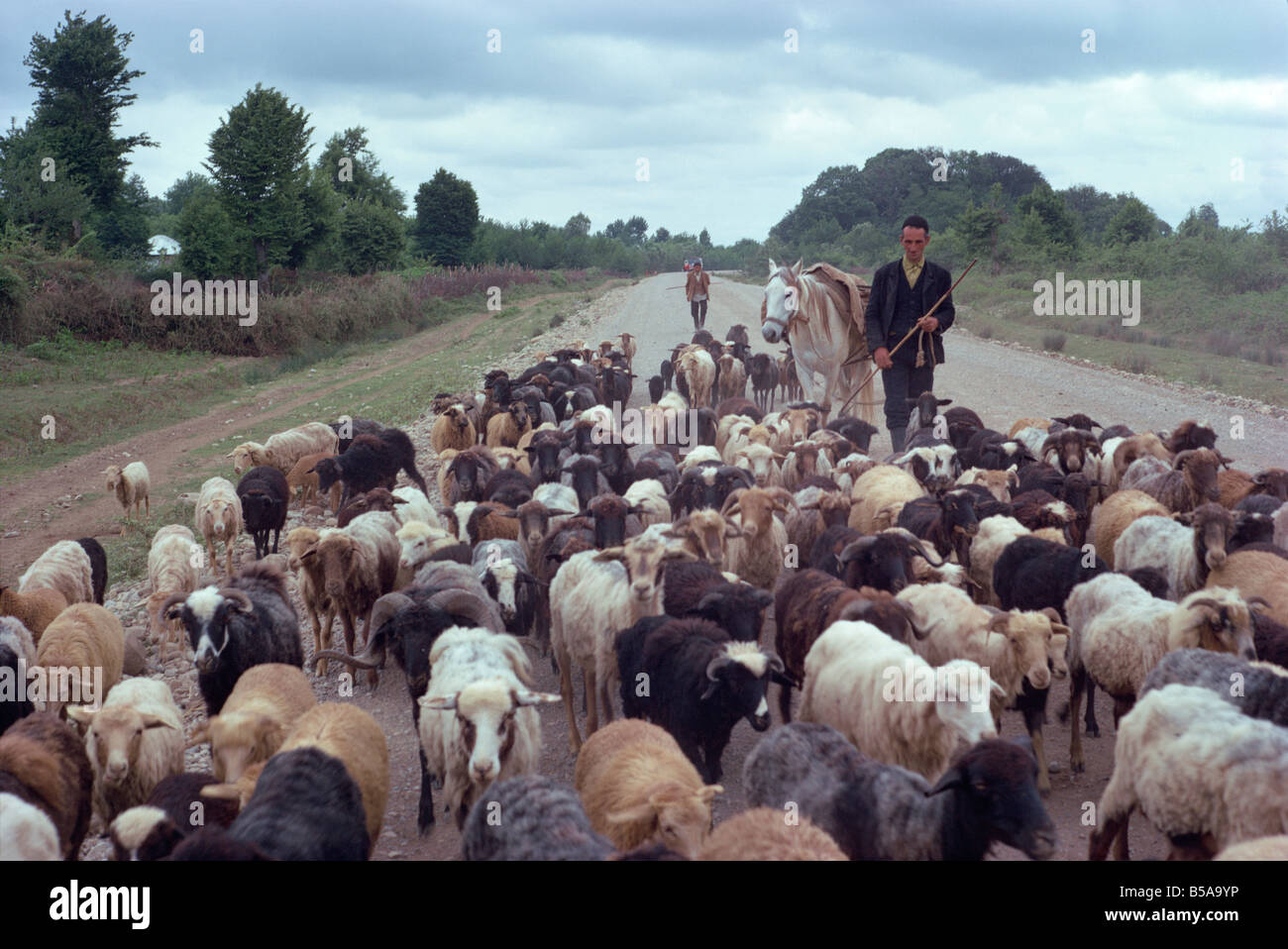 Shepherd herding sheep Caspian Iran formerly Persia Middle East Stock ...