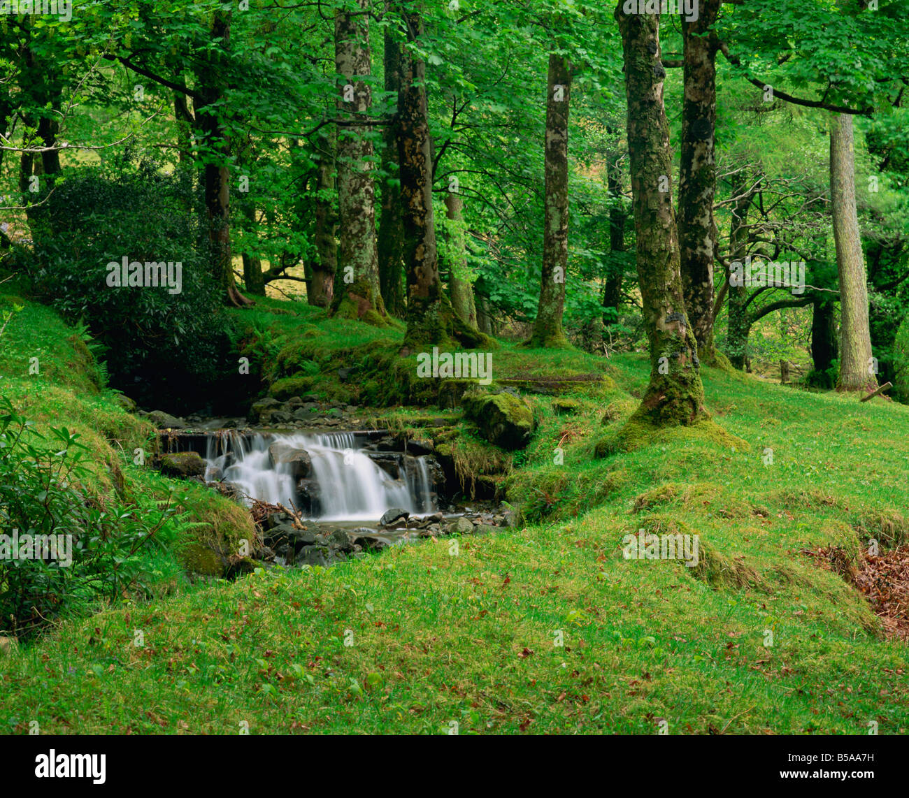 Stream cascades over rocks in woods at Delphi Co Mayo Eire R Rainford ...