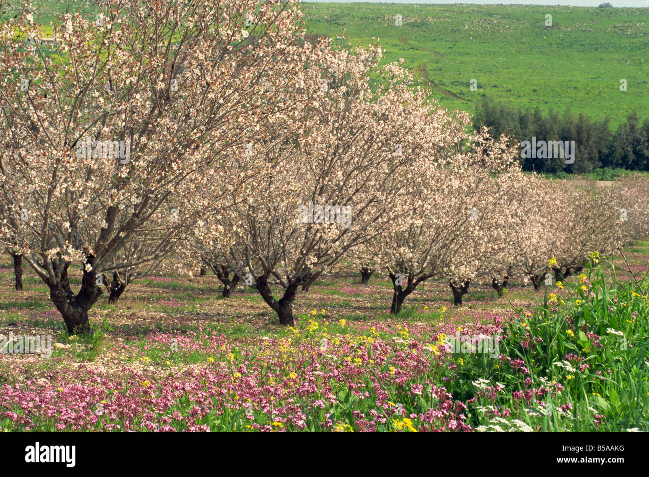 Winter flowers and almond trees in blossom in Lower Galilee, Israel ...