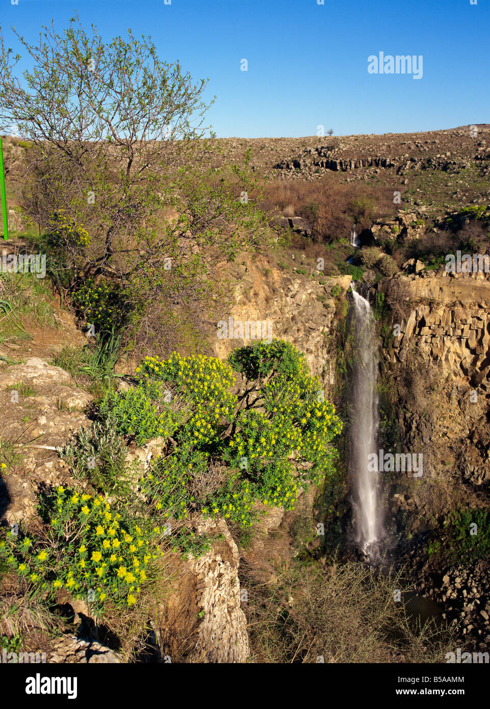 Wild flowers and waterfall in the Gamla Nature Reserve on the Golan ...